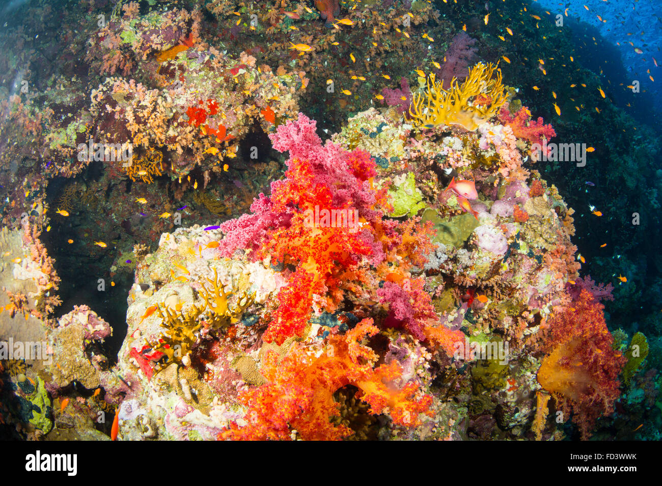 The reefs of the Red Sea Stock Photo - Alamy