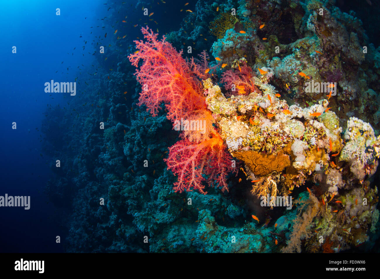 The reefs of the Red Sea Stock Photo - Alamy