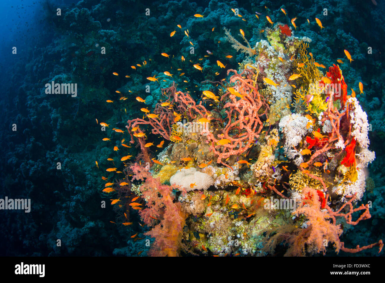 The reefs of the Red Sea Stock Photo - Alamy