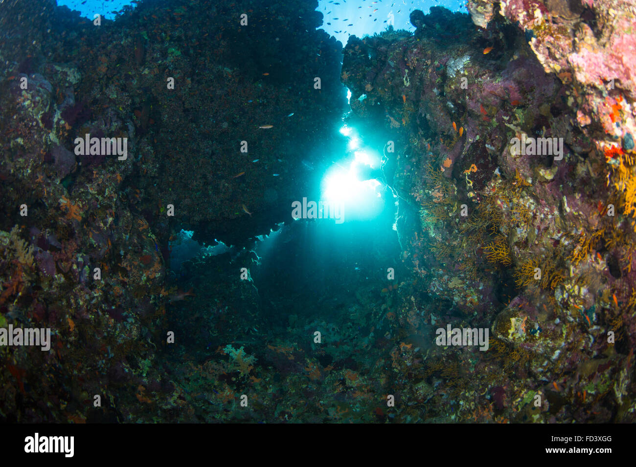 The reefs of the Red Sea Stock Photo - Alamy