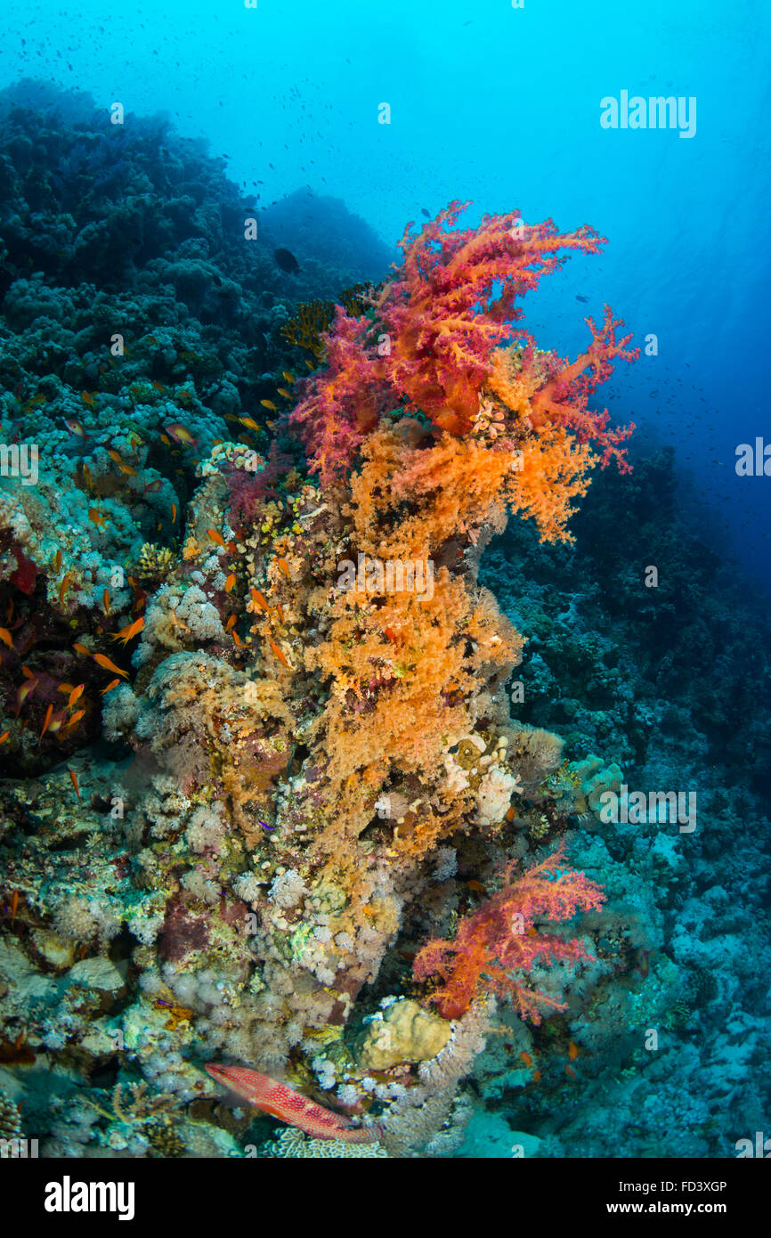The reefs of the Red Sea Stock Photo - Alamy