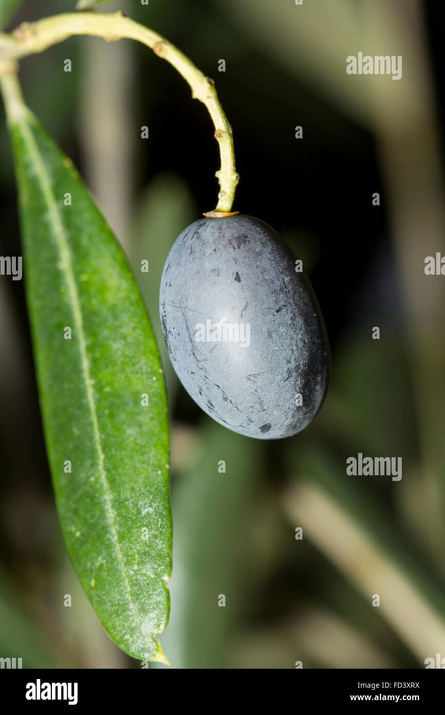 Closeup of a single black mature olive from a tree of Olea europae ...