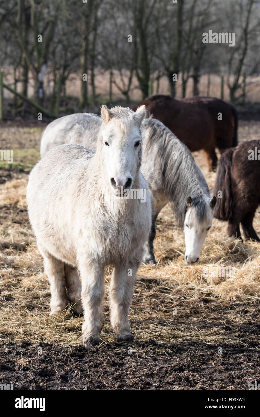 White donkeys hi-res stock photography and images - Alamy