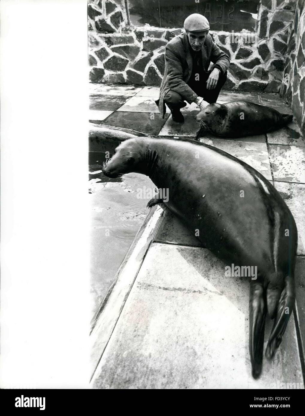 Young black man seals hi-res stock photography and images - Alamy