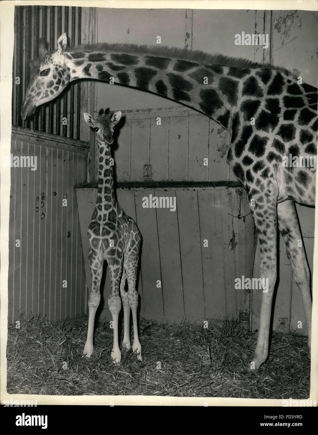 London zoo pictures hi-res stock photography and images - Alamy