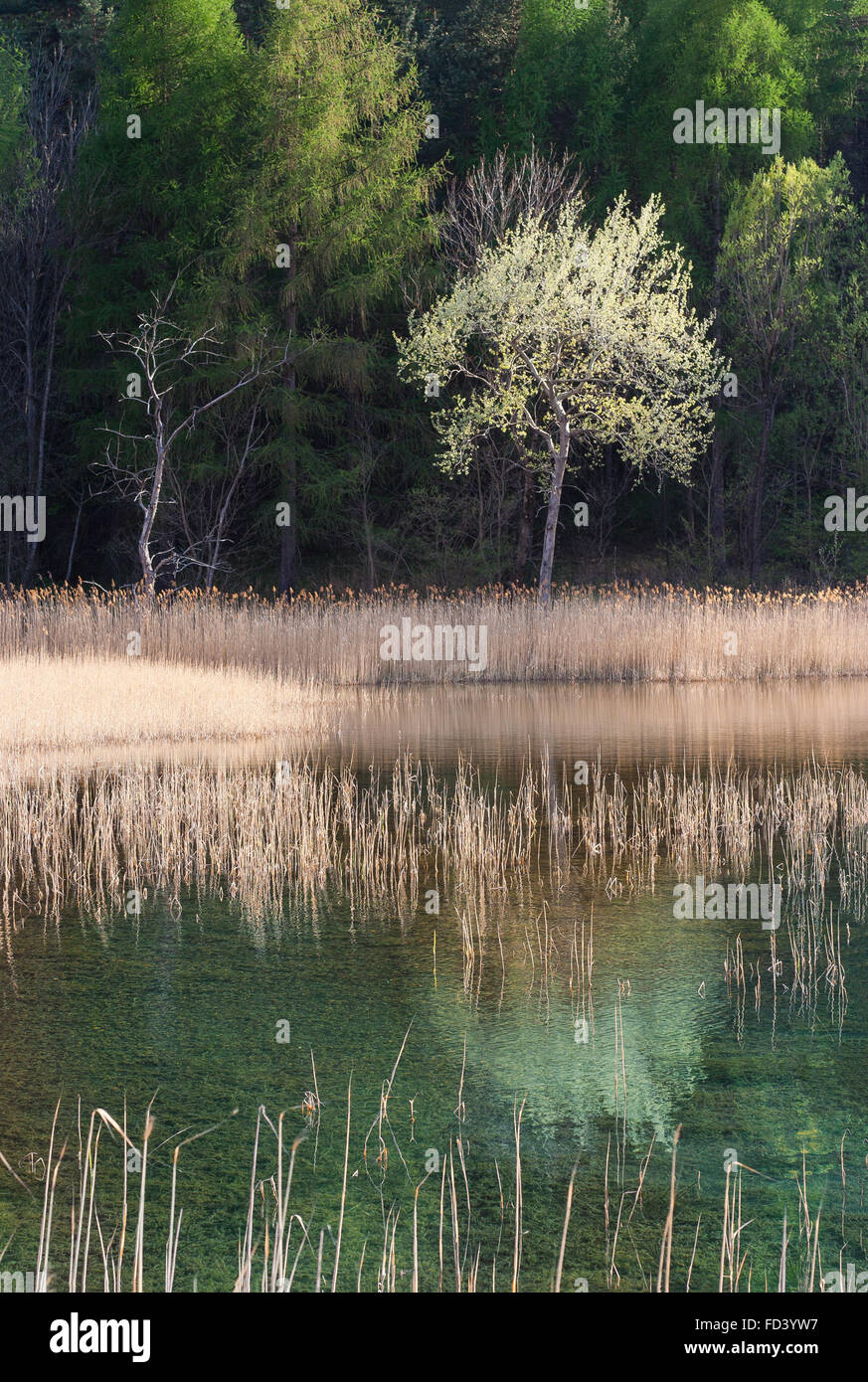 trees with tender leaves reflecting in a mountain pond surrounded by ...