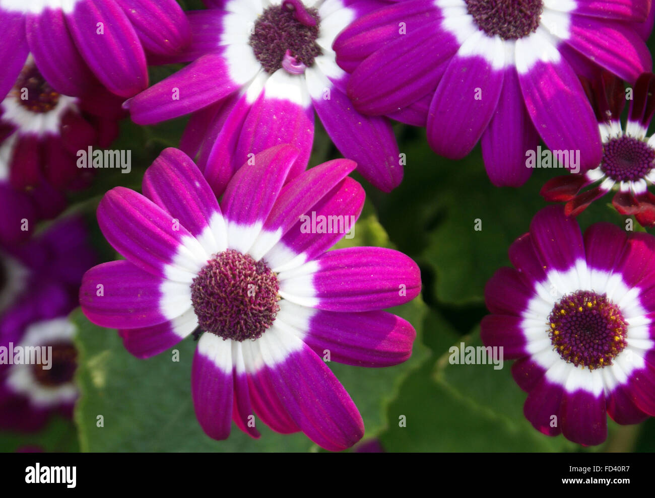 Pericallis hybrida, formerly Cineraria cruenta, Cineraria, ornamental ...