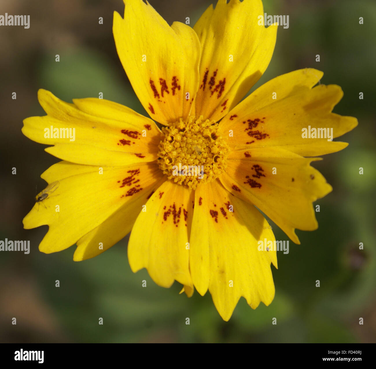5 lobed leaves High Resolution Stock Photography and Images - Alamy