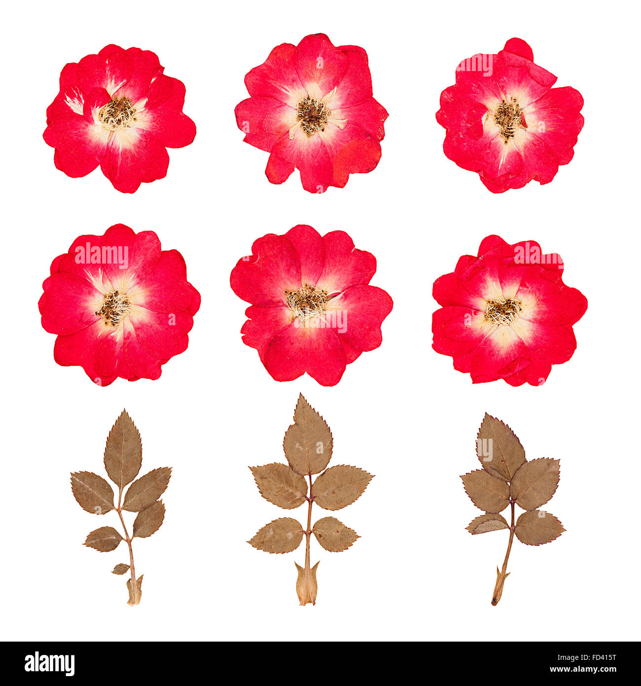 Flat rose Cut Out Stock Images & Pictures - Alamy