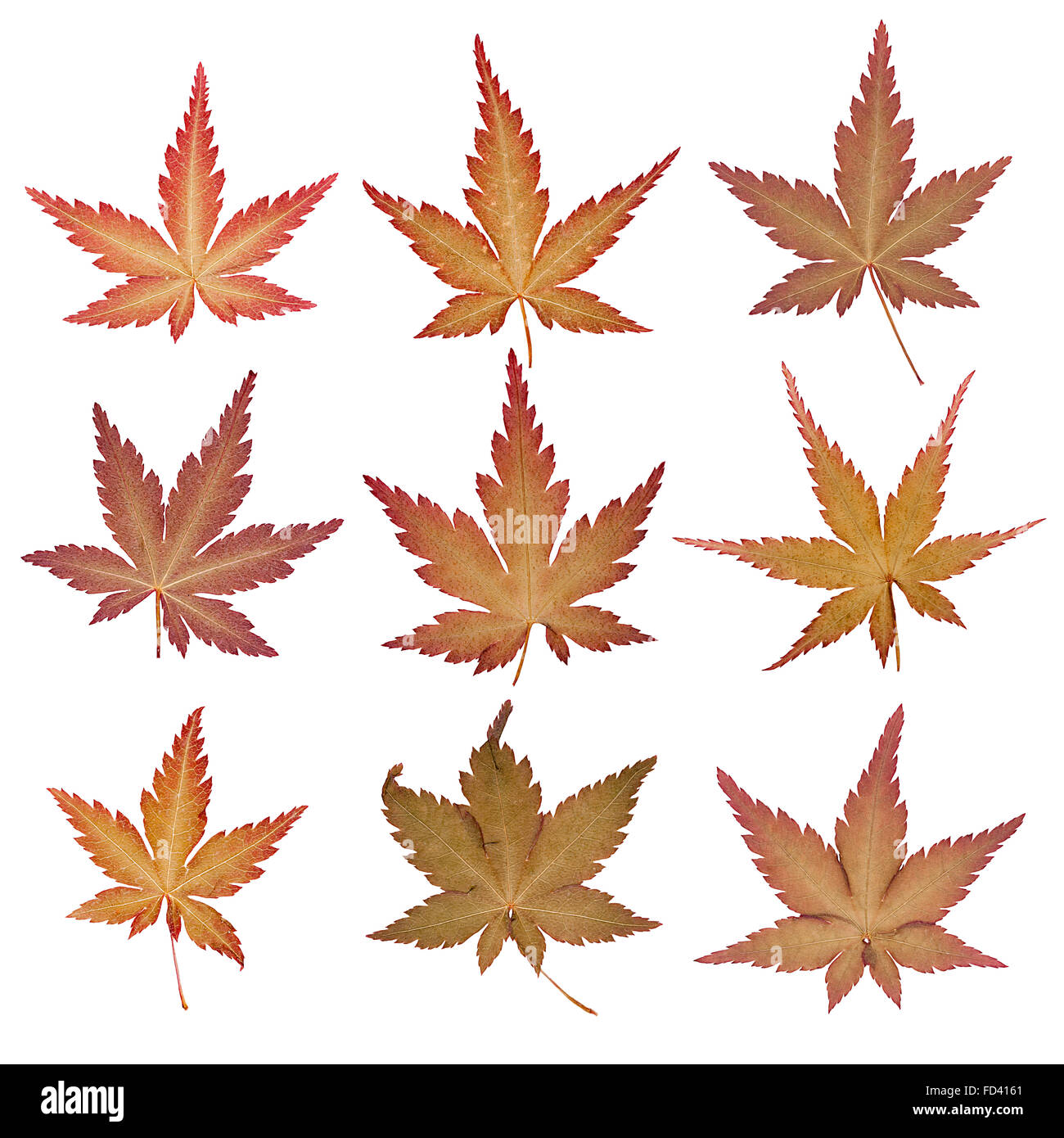 Set of autumn maple leaves pressed, isolated Stock Photo - Alamy