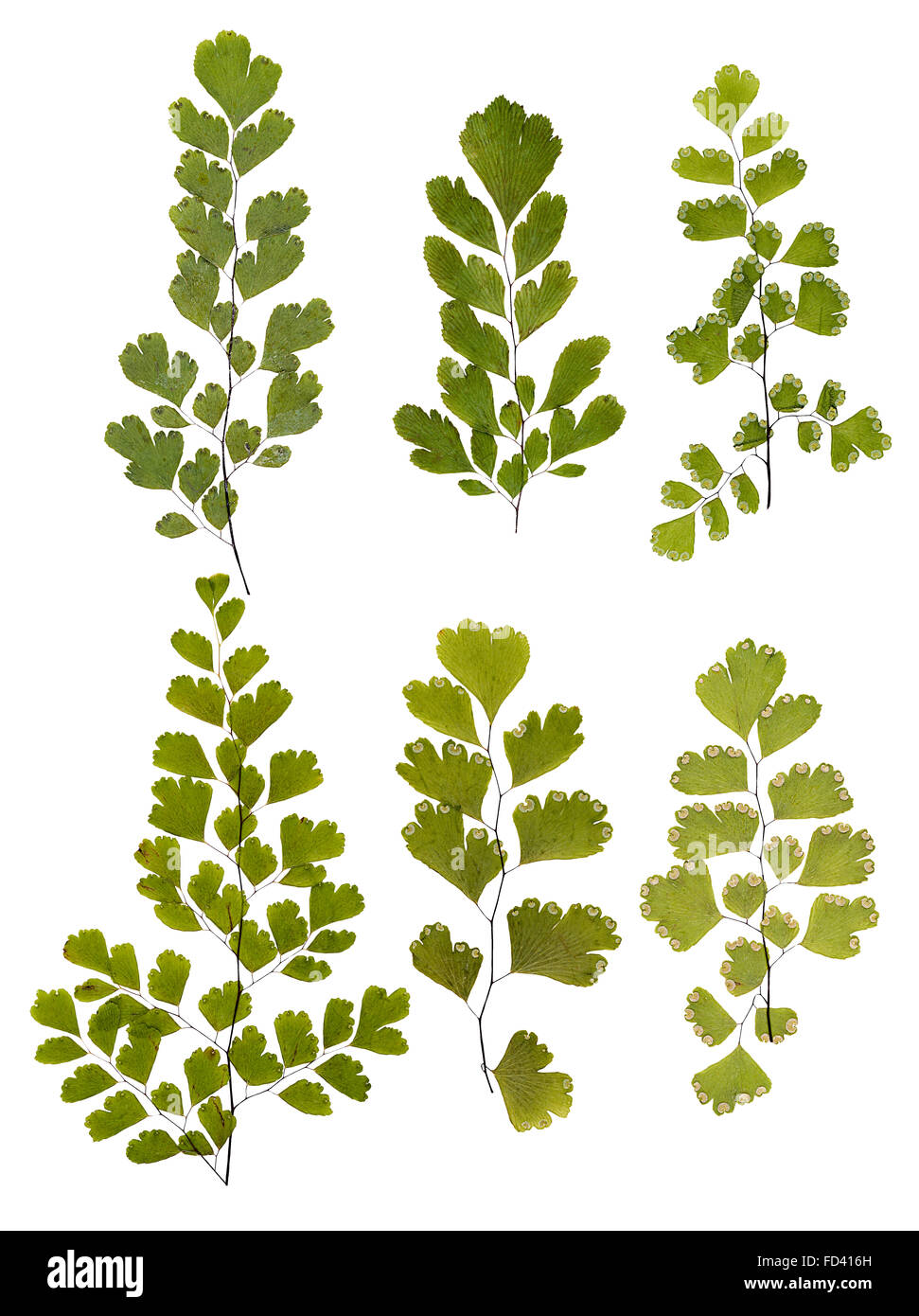 Bracken fern spore Cut Out Stock Images & Pictures - Alamy