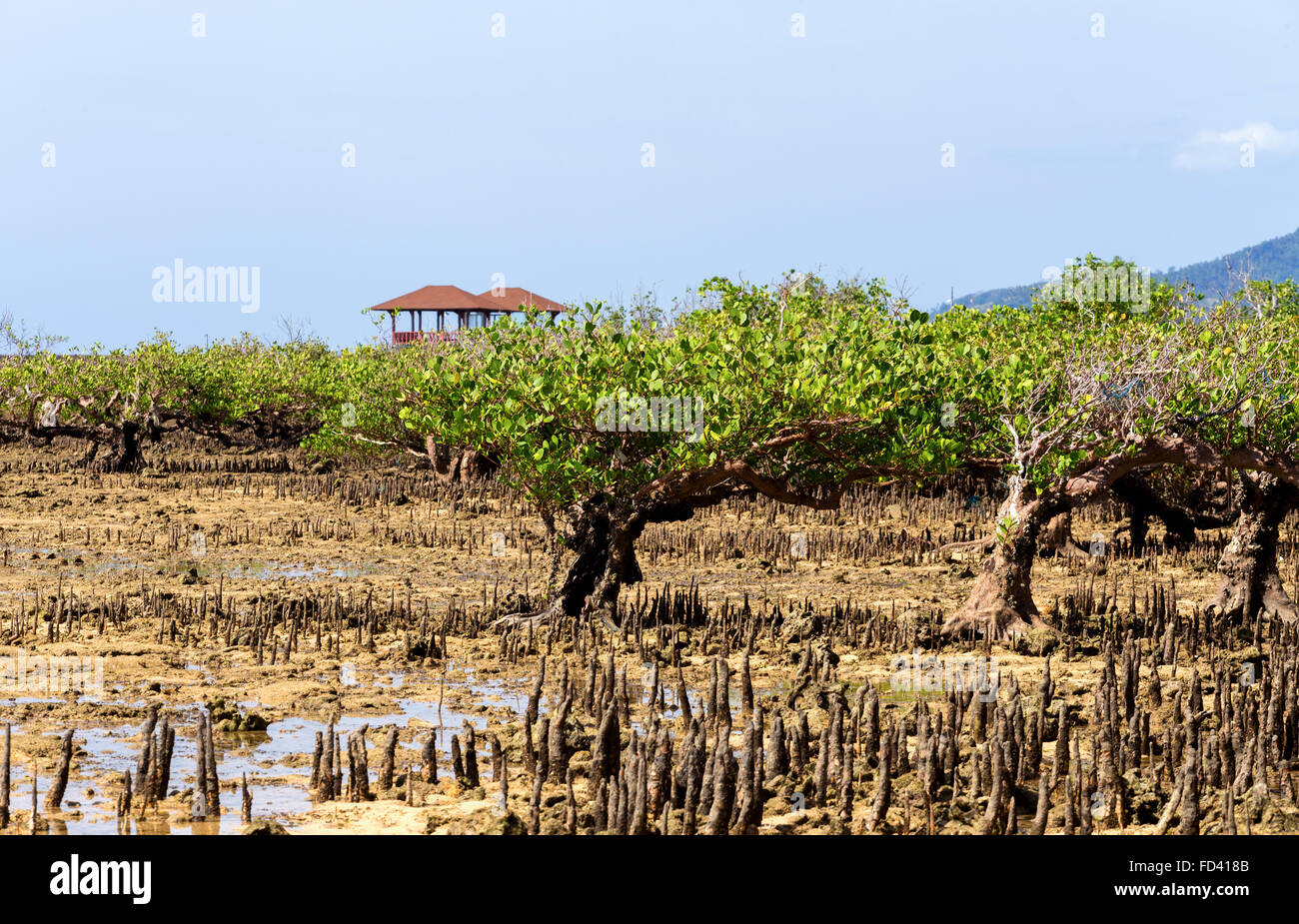 wide shoot of mangrove North Sulawesi, Indonesia with blue sky Stock ...