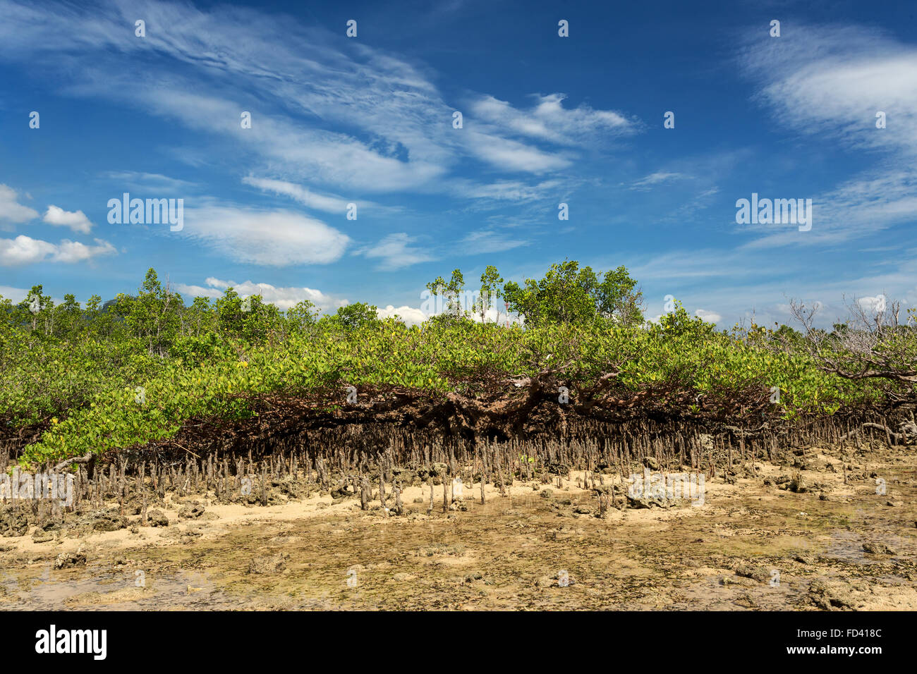 Mangrove shoot hi-res stock photography and images - Alamy
