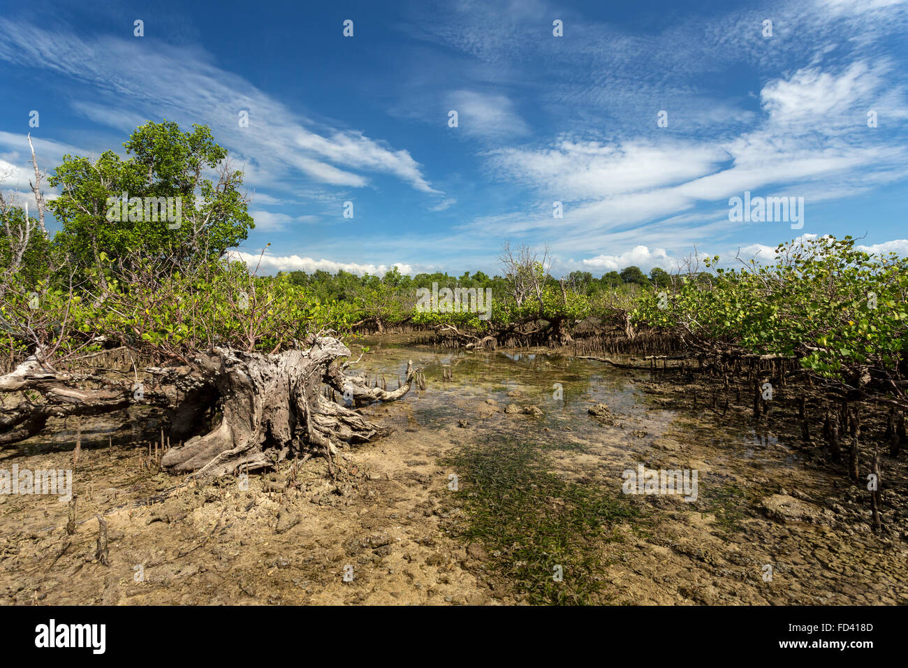wide shoot of mangrove North Sulawesi, Indonesia with blue sky Stock ...