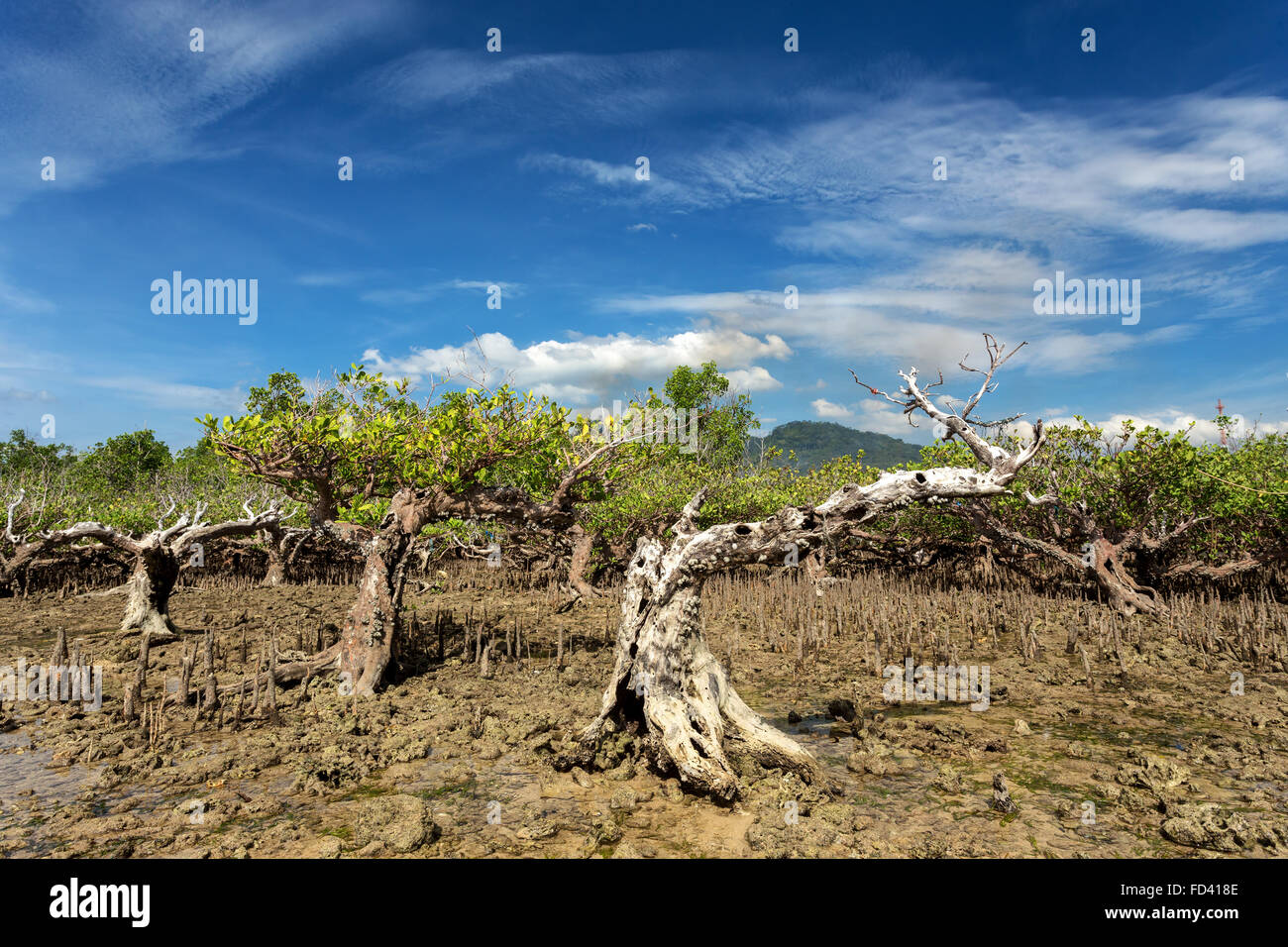 wide shoot of mangrove North Sulawesi, Indonesia with blue sky Stock ...
