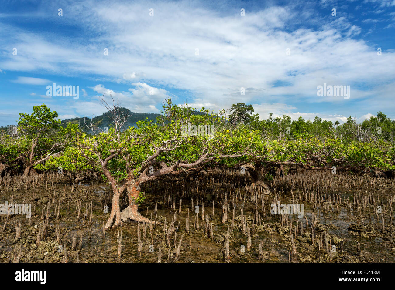 wide shoot of mangrove North Sulawesi, Indonesia with blue sky Stock ...