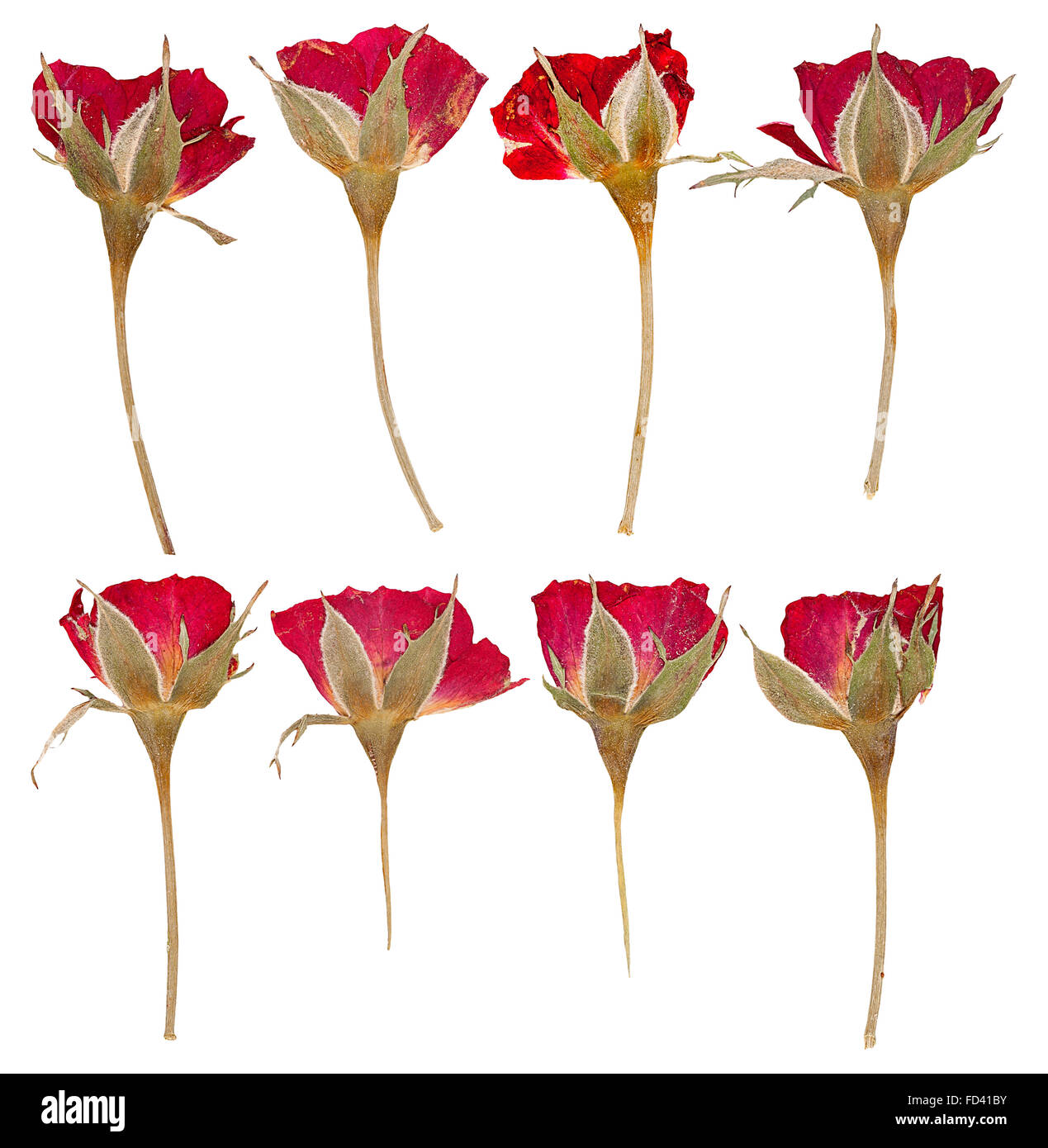 Set of flat dried pressed flowers roses, isolated Stock Photo - Alamy