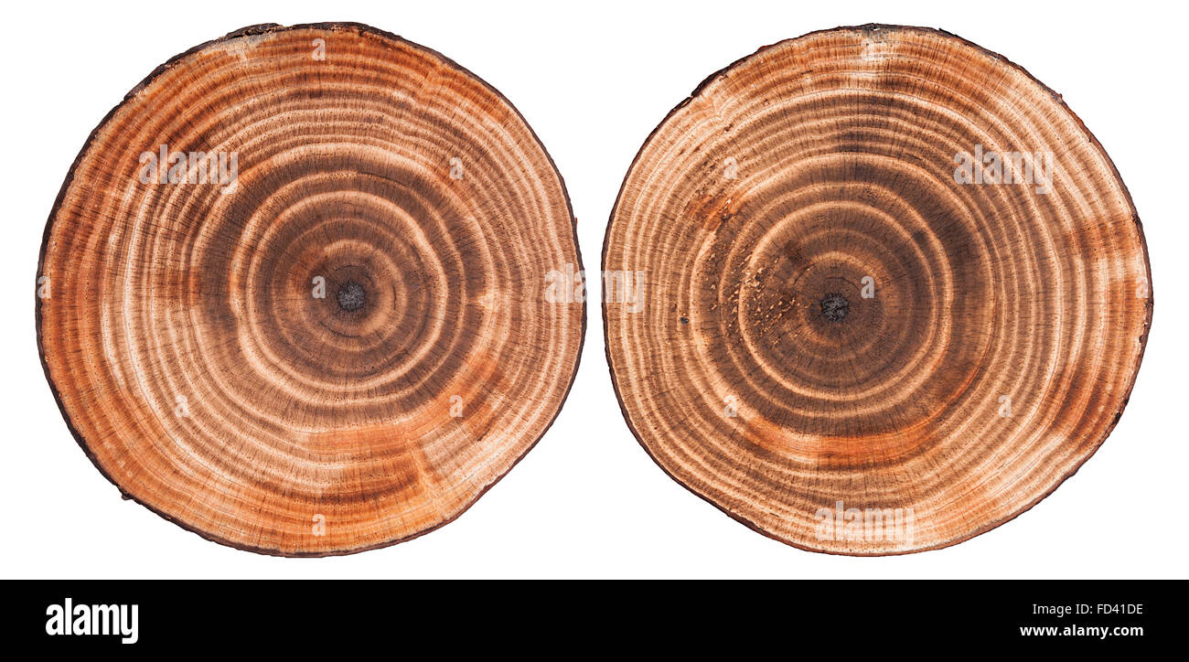 Tree rings detail Cut Out Stock Images & Pictures - Alamy