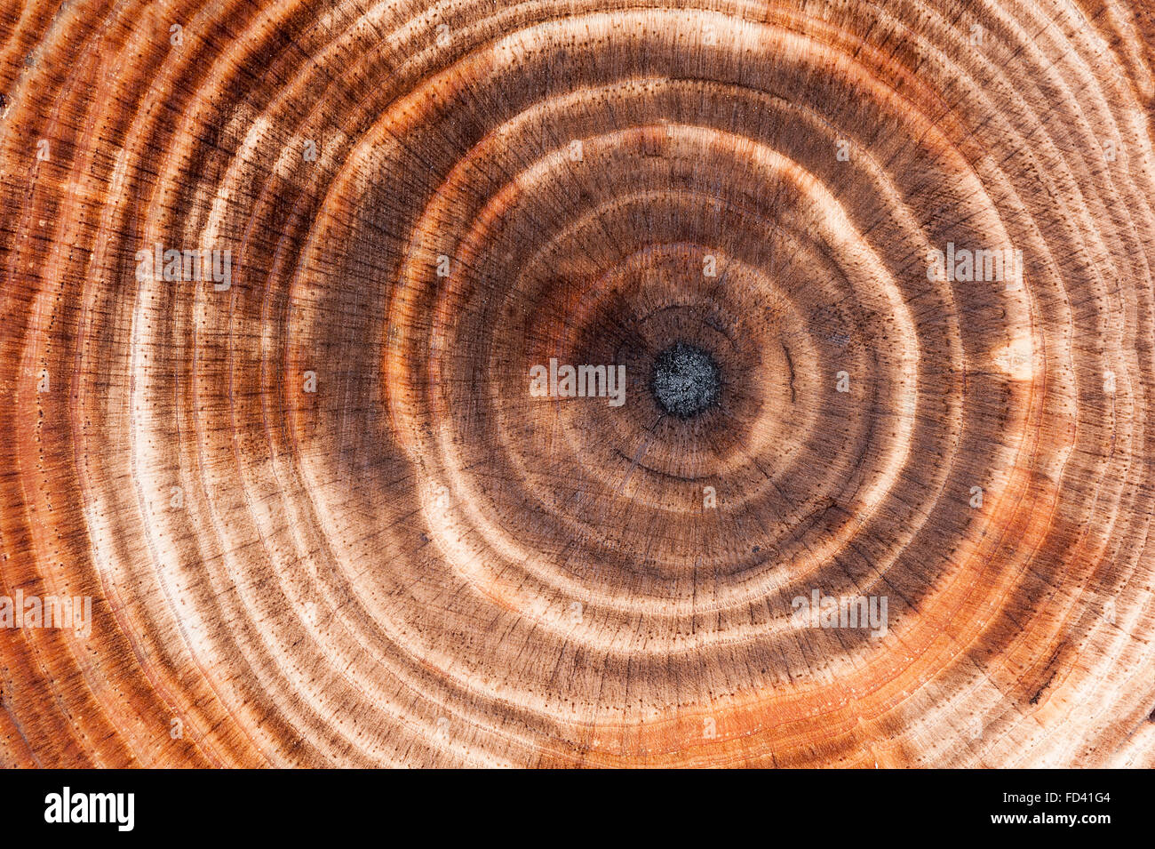 Cut down tree circle rings texture background Stock Photo - Alamy