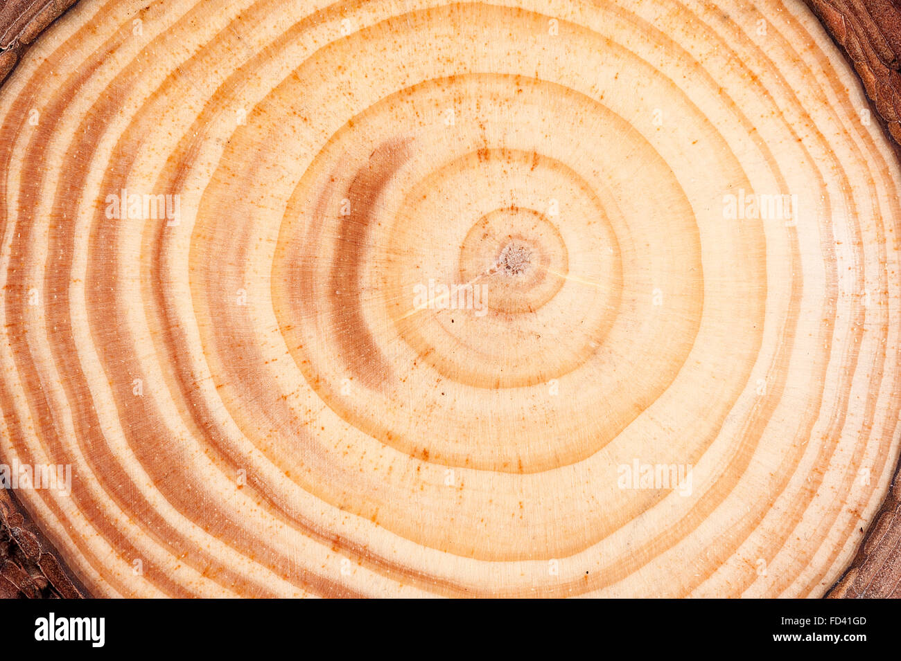 Cut down tree circle rings texture background Stock Photo - Alamy