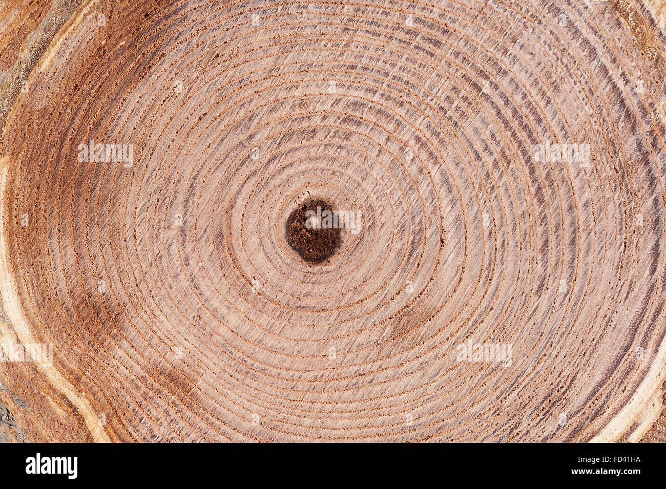 Tree ring hi-res stock photography and images - Alamy