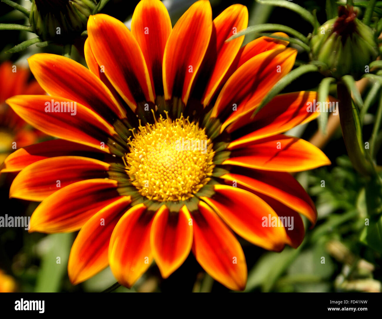 Radiate flower heads hi-res stock photography and images - Alamy