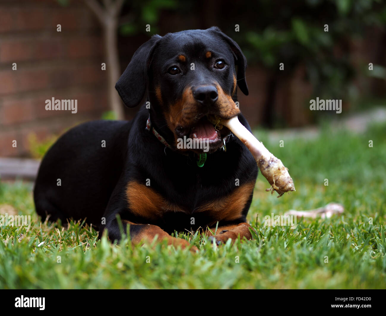 Rottweiler Puppy Purebred German Isabeau Freyja Stock Photo - Alamy