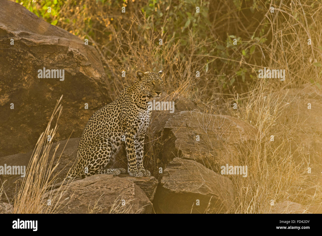 Africa leopard (Panthera pardus pardus) in the dry bush forests of ...