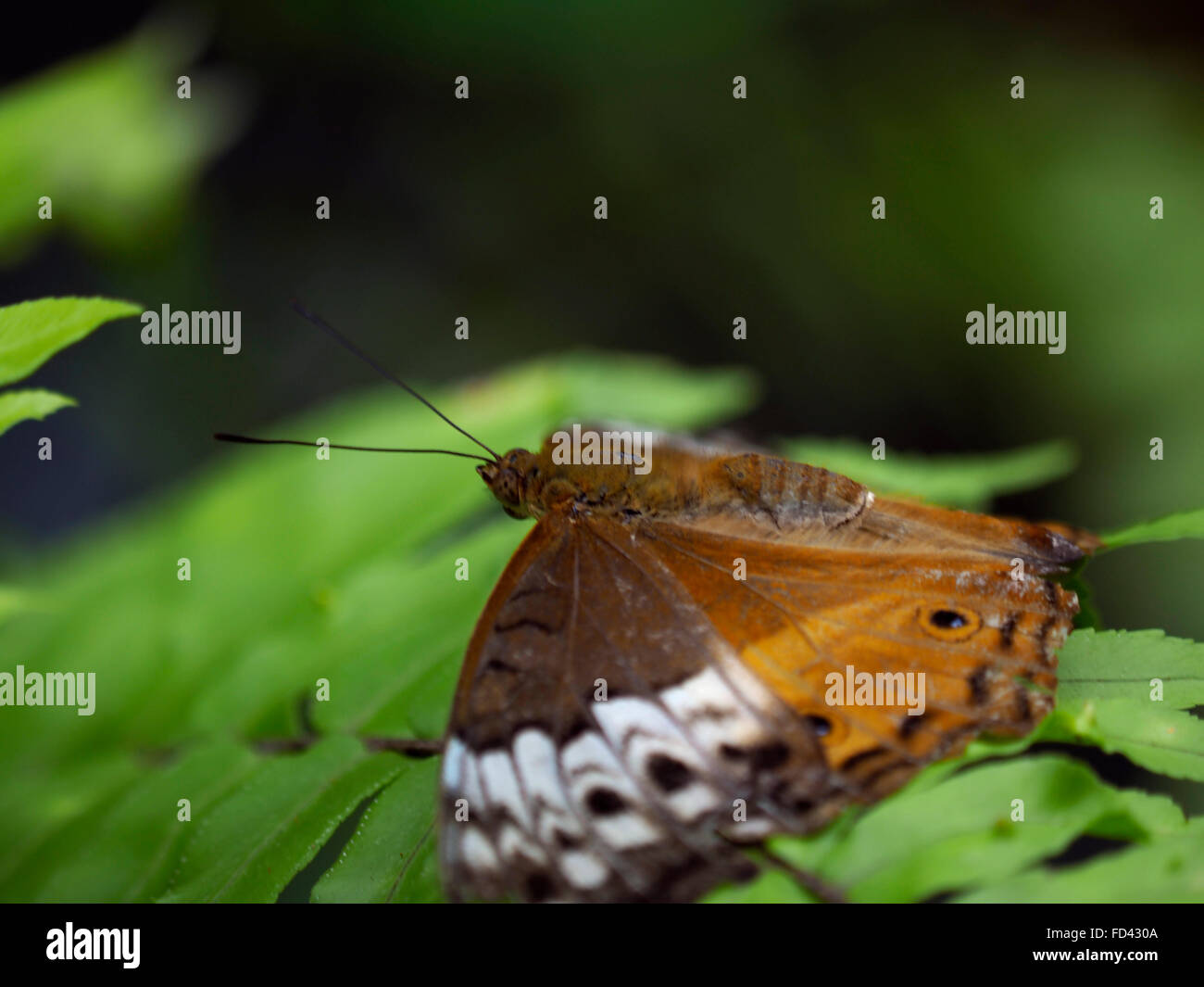Butterfly macro hi-res stock photography and images - Alamy