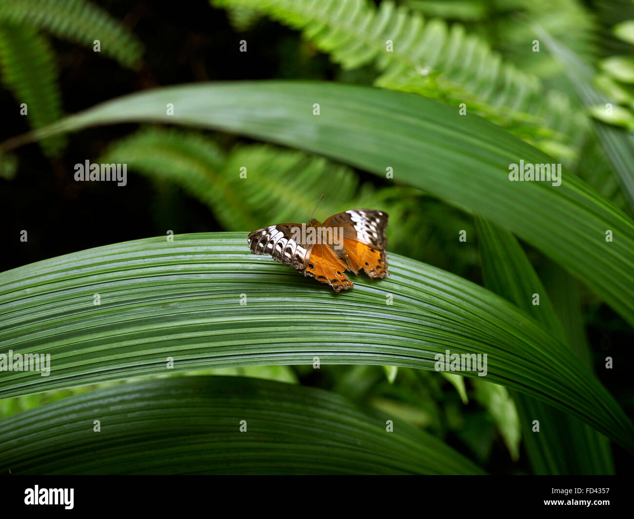 Butterfly Macro Fern Stock Photo - Alamy