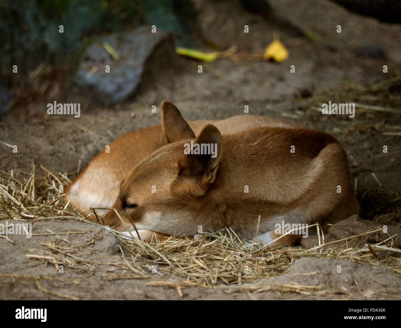 Dingo Sleeping at Healsville Sanctuary Stock Photo - Alamy