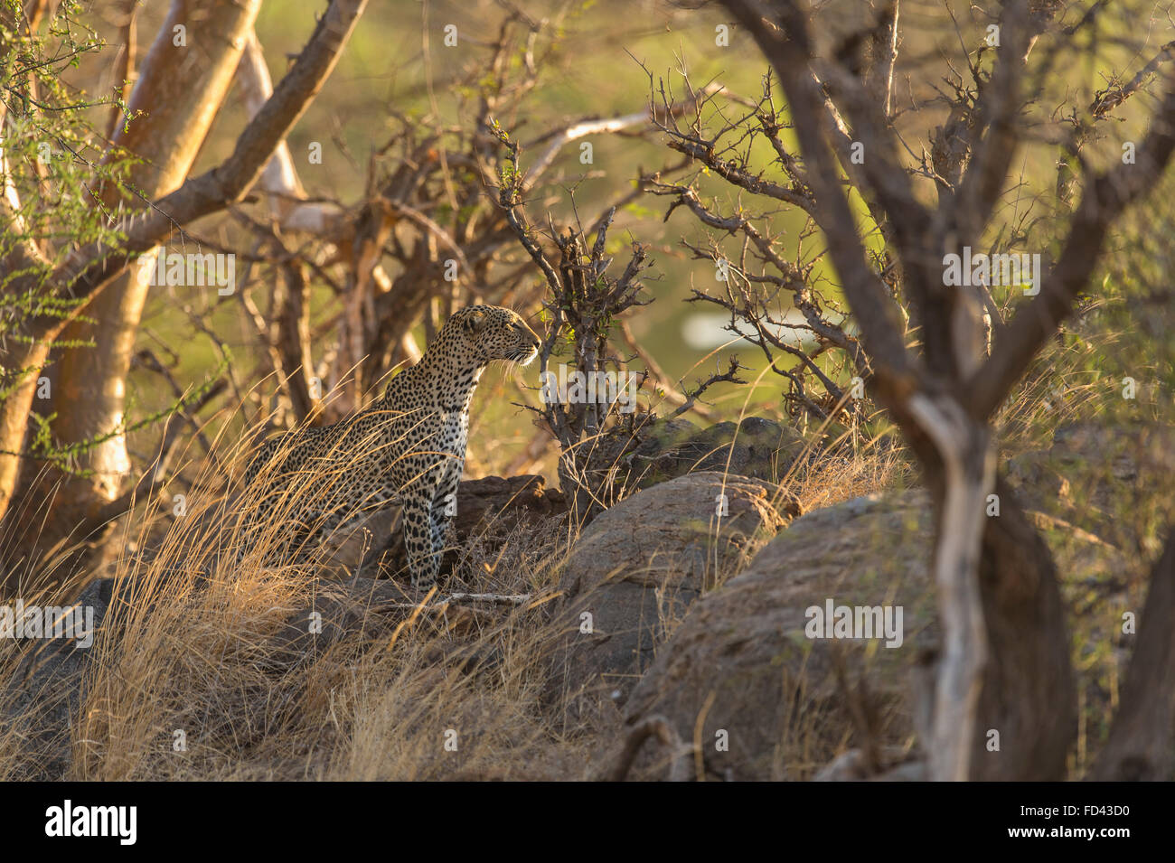 Africa leopard (Panthera pardus pardus) in the dry bush forests of ...