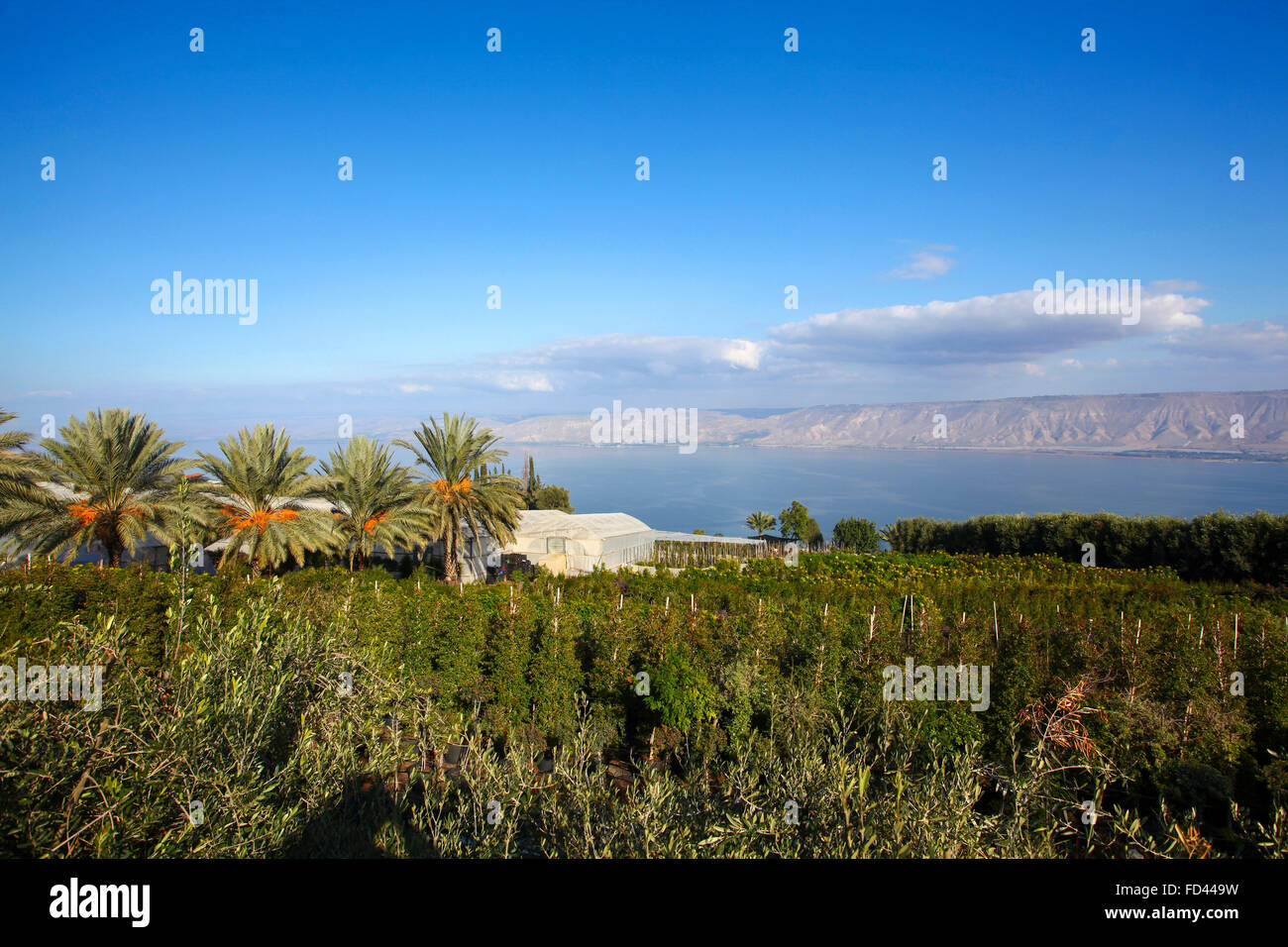 Israel, lower Galilee landscape, Overlooking the sea of Galilee ...