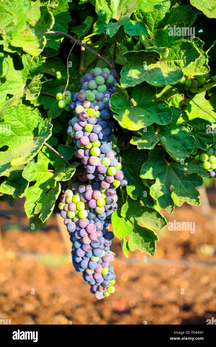 A cluster of red grapes on a vine in a vineyard. Photographed in the ...