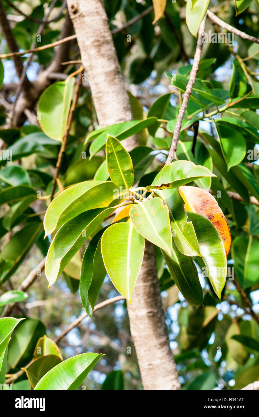 Close up of the Rubber tree AKA Rubber fig (Ficus elastica Stock Photo ...