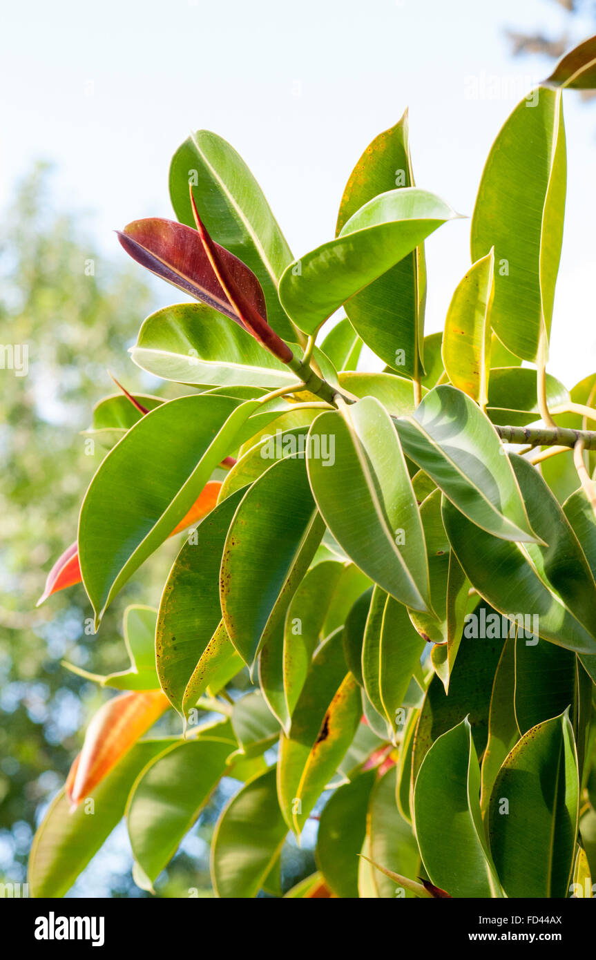 Ficus elastica flower hi-res stock photography and images - Alamy