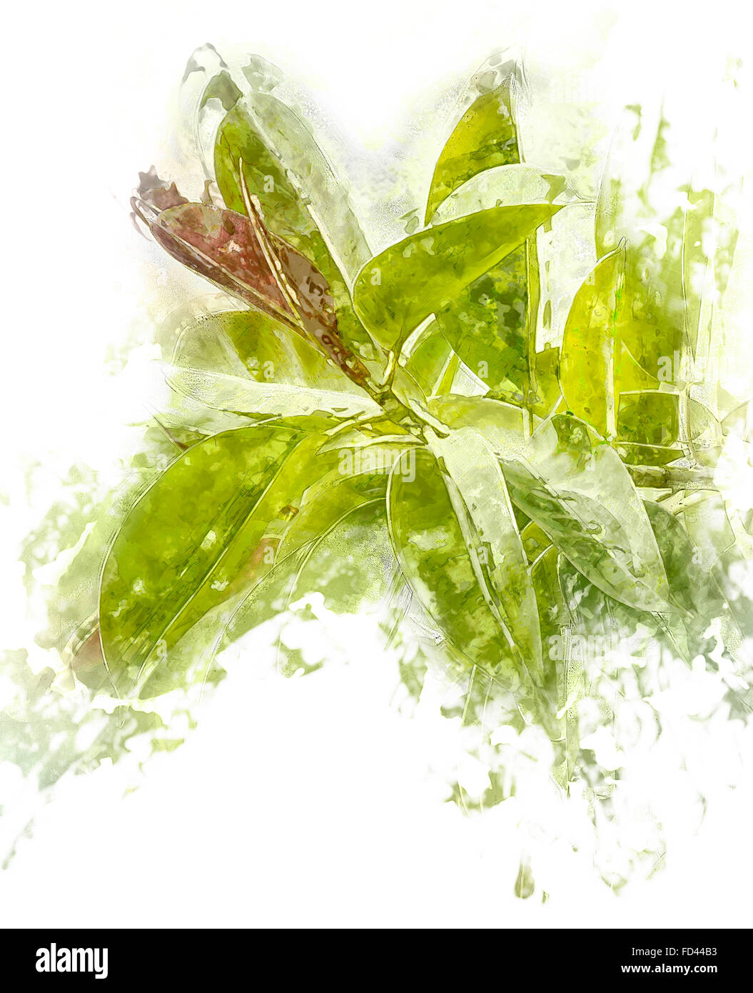 Close up of the Rubber tree AKA Rubber fig (Ficus elastica) Digitally ...