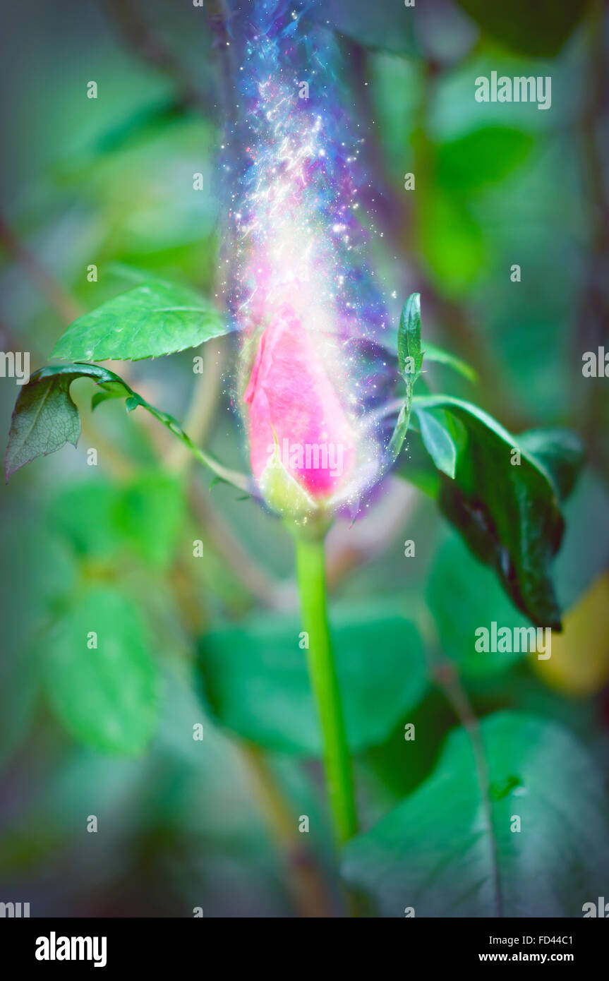 Exploding flower hi-res stock photography and images - Alamy