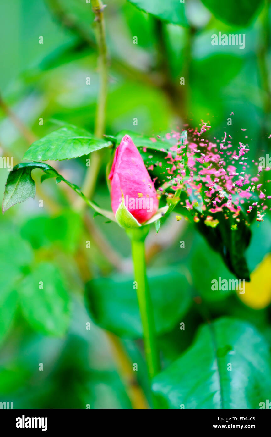 Exploding Red garden rose bud on a lush green background Stock Photo ...