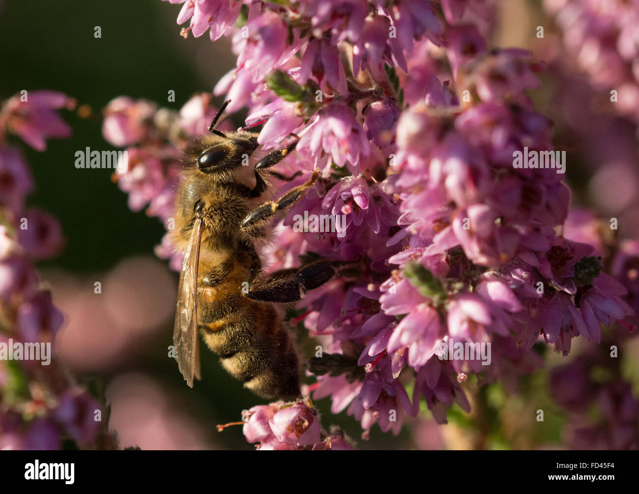 Honey bee (Apis mellifera) on heather in Surrey, England Stock Photo ...