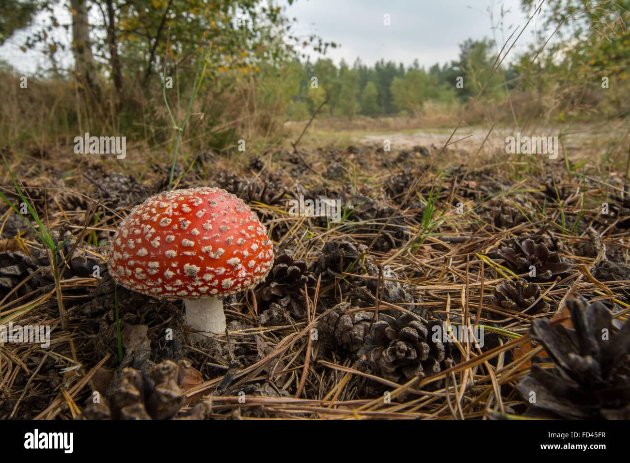 Colourful poisonous toadstools hi-res stock photography and images - Alamy
