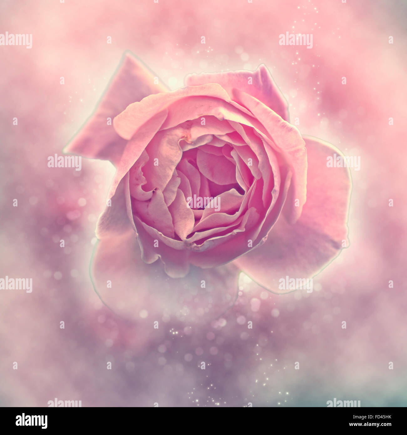Digitally manipulated exploding Pink English rose as seen from above ...