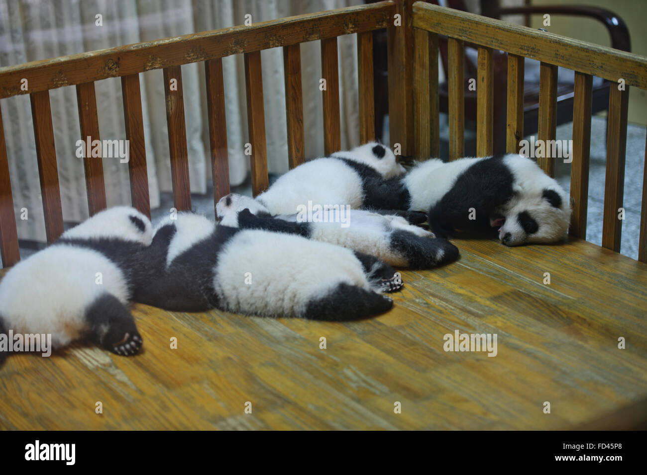 Artificial insemination panda hi-res stock photography and images - Alamy