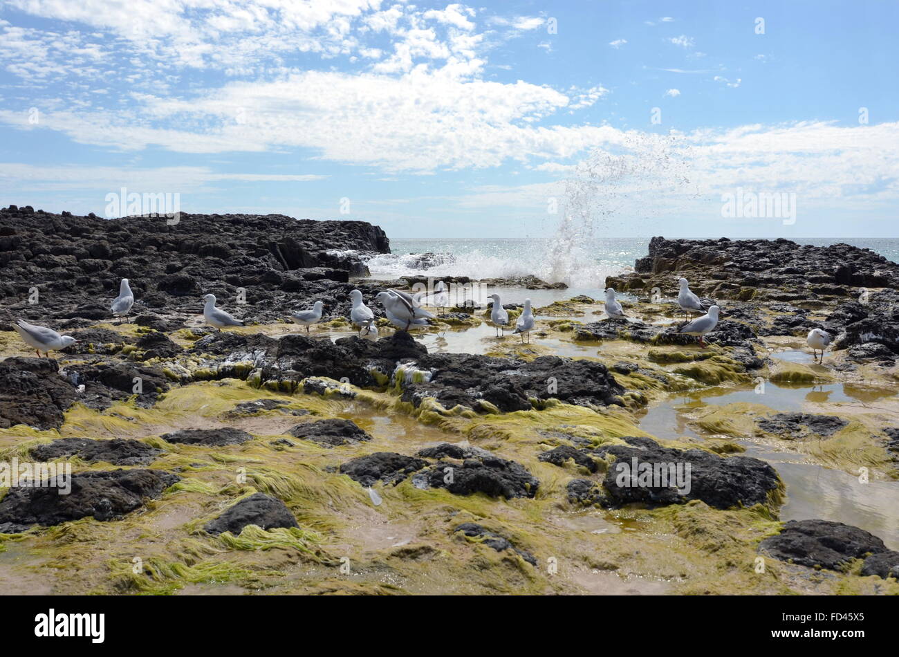 Seagulls and seaweed on the basalt rock formations on the Back Beach ...