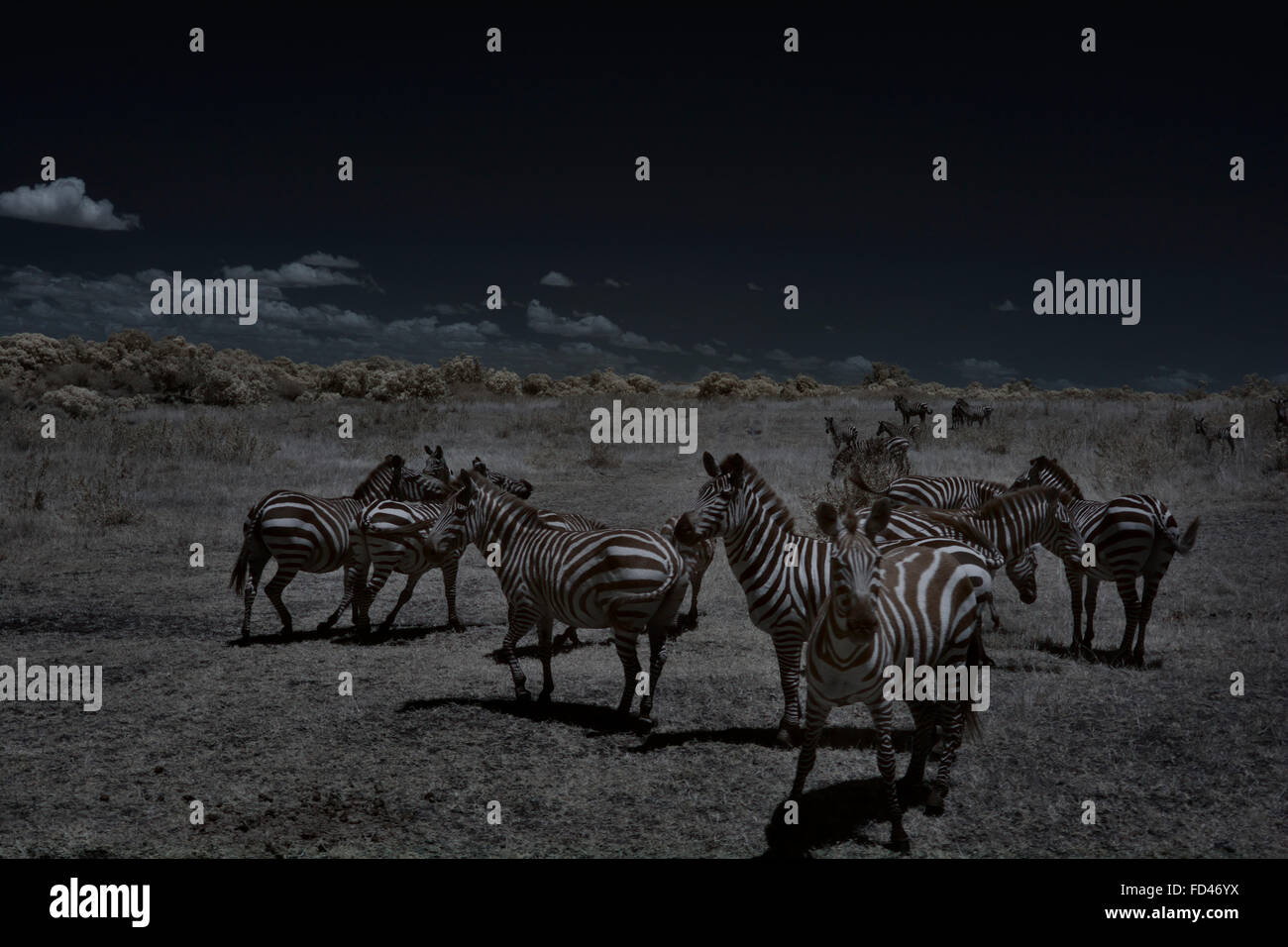 Zebra in the plains hi-res stock photography and images - Alamy