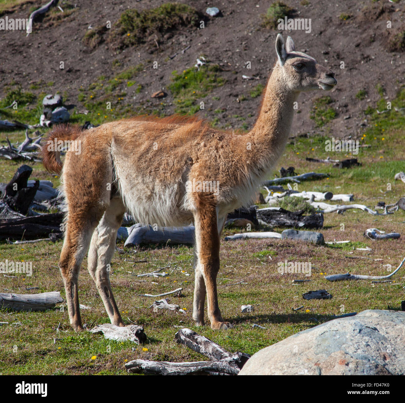 Guanaco patagonia chile hi-res stock photography and images - Alamy