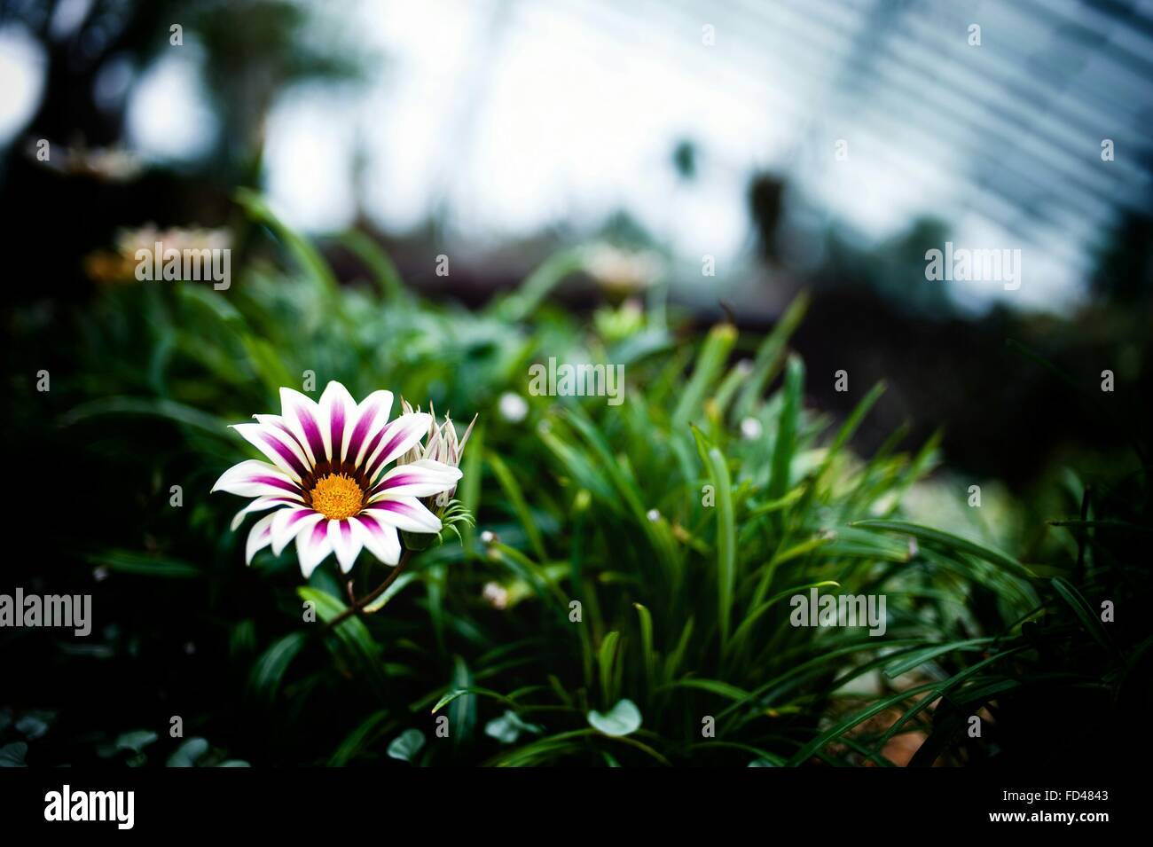 Single flower grass hi-res stock photography and images - Alamy