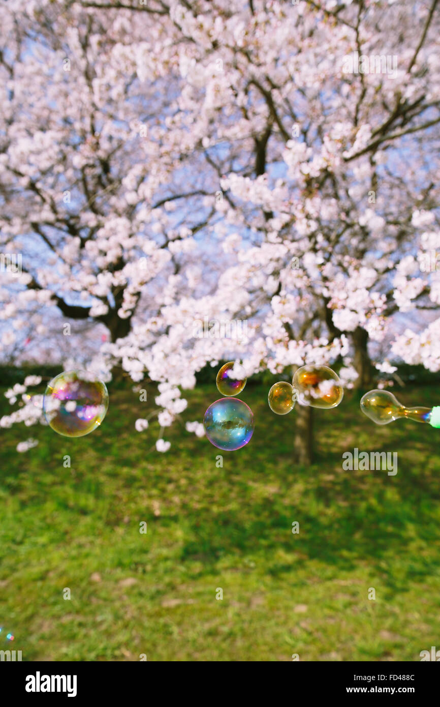 Soap Bubbles And Cherry Blossoms Stock Photo Alamy