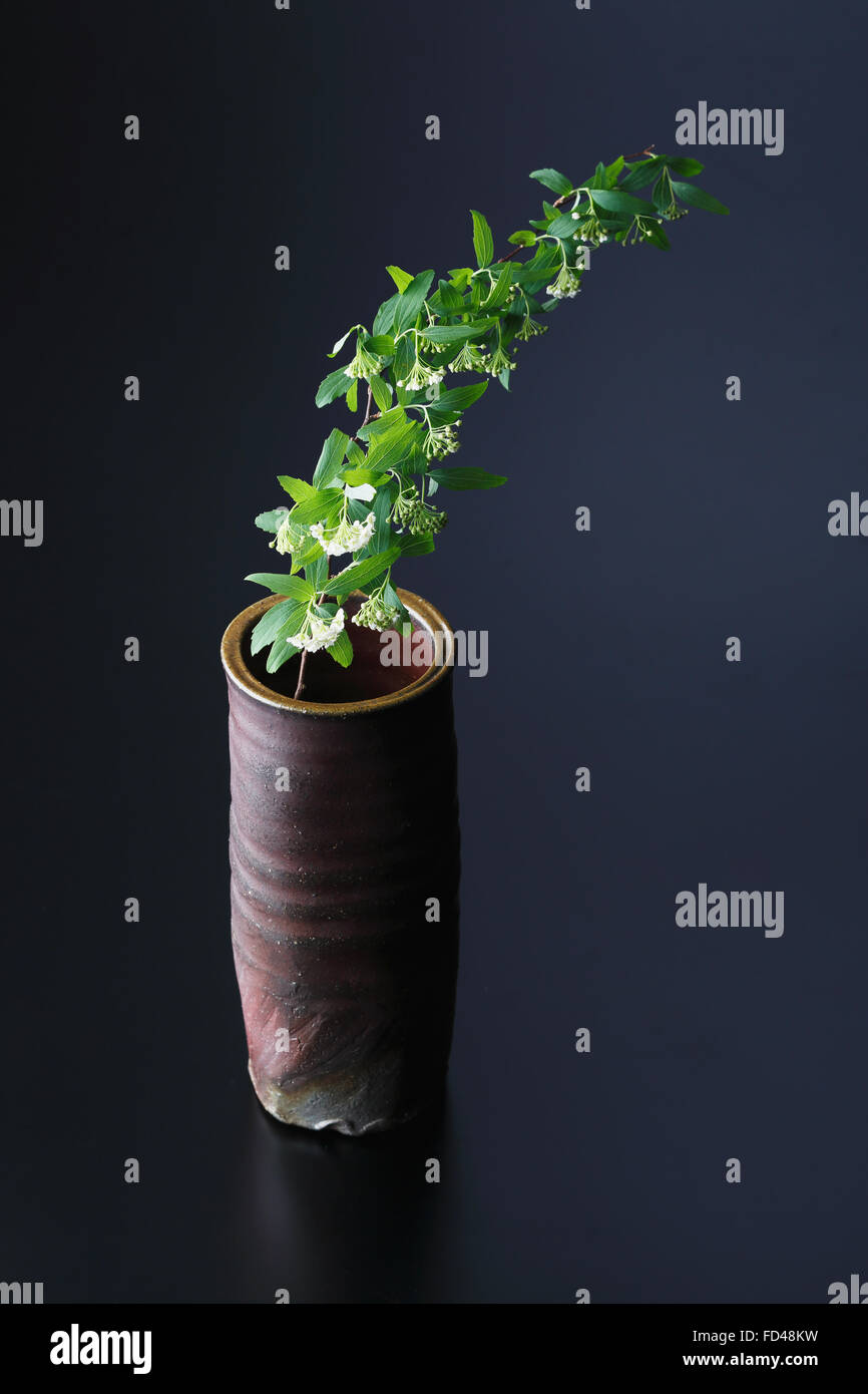 Reeves spirea hi-res stock photography and images - Alamy