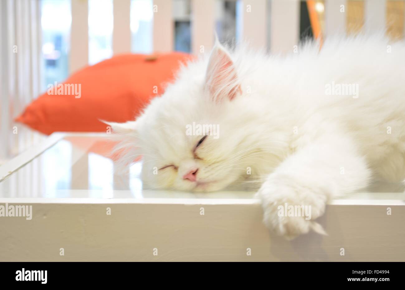 White Cat Sleeping On Table Stock Photo - Alamy